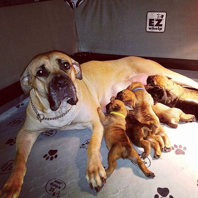 Whelping Box For Dogs & Puppies | Fab System Whelp Room | EZwhelp