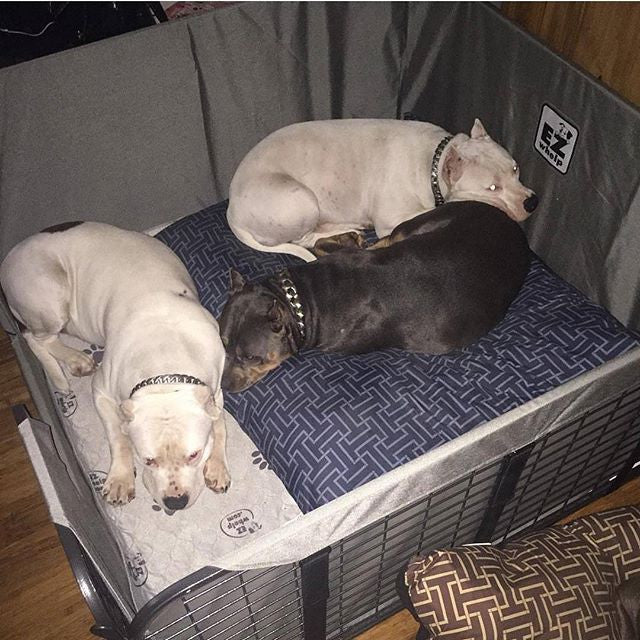 Whelping Box For Dogs & Puppies | Fab System Whelp Room | EZwhelp