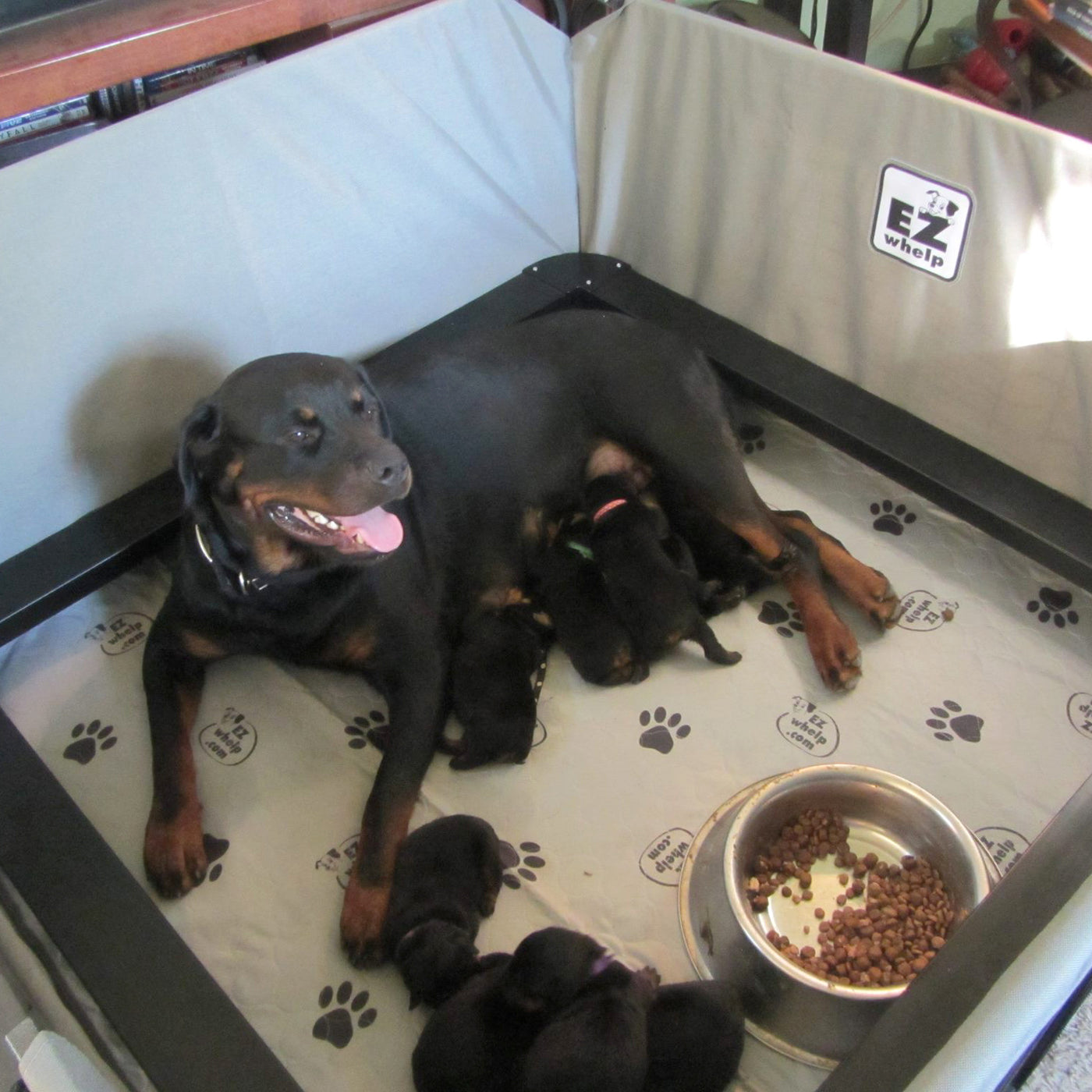 Whelping Box For Dogs & Puppies | Fab System Whelp Room | EZwhelp